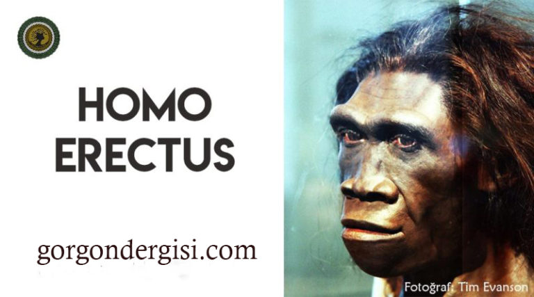Homo Erectus - Gorgon Dergisi